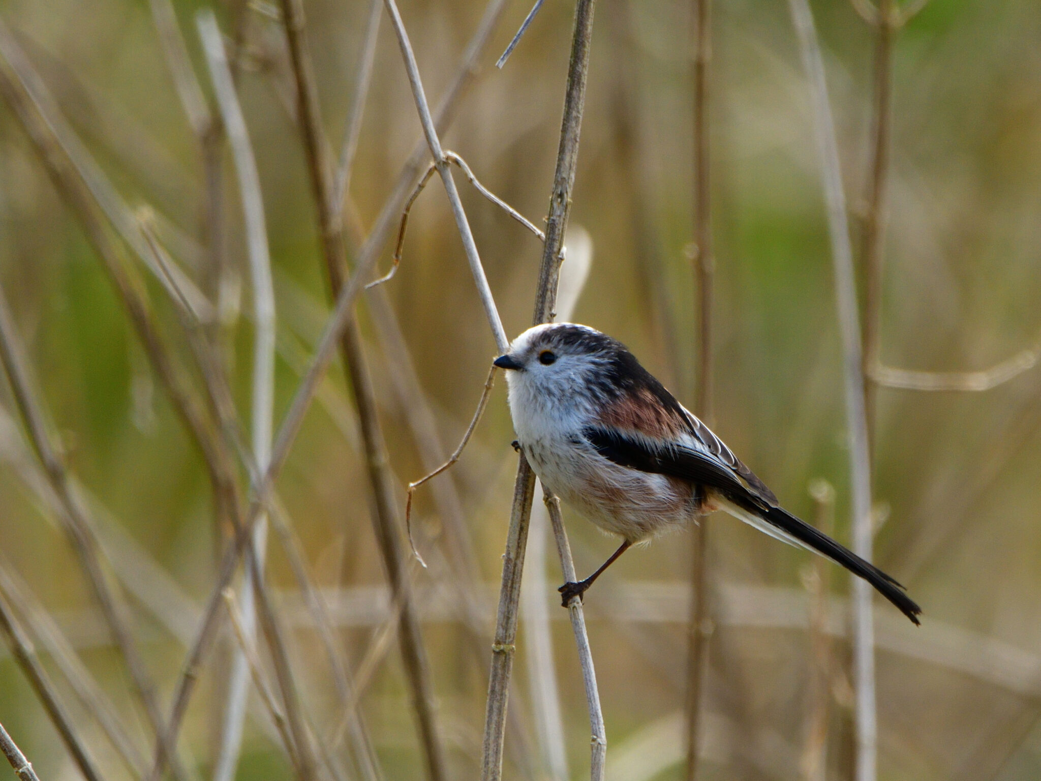 Hungerford Common - Town and Manor of Hungerford