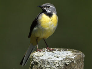 Kennet Valley Wetland Reserve - Town and Manor of HungerfordTown and ...