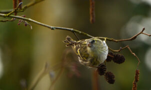 Hungerford Nature Reserve - Town and Manor of Hungerford